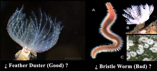 Feather Duster Worm